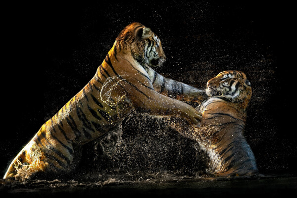 reFocus Awards | World Photo Annual
